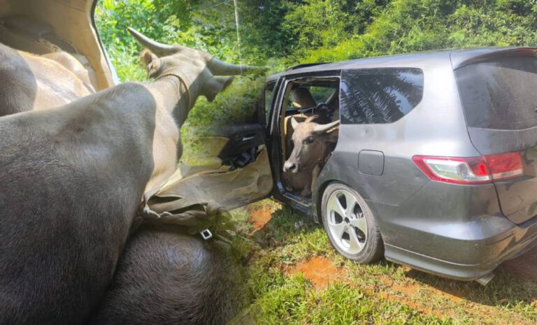 Geng Curi Lembu Tumpas di Bukit Besi, 8 Individu Ditahan - One Tiger Arena